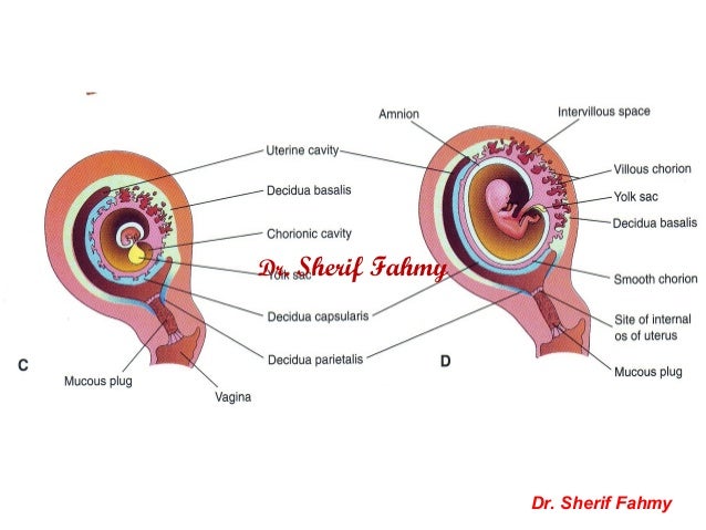 Embryonic period 4th – 8th week & Folding (General Embryology)