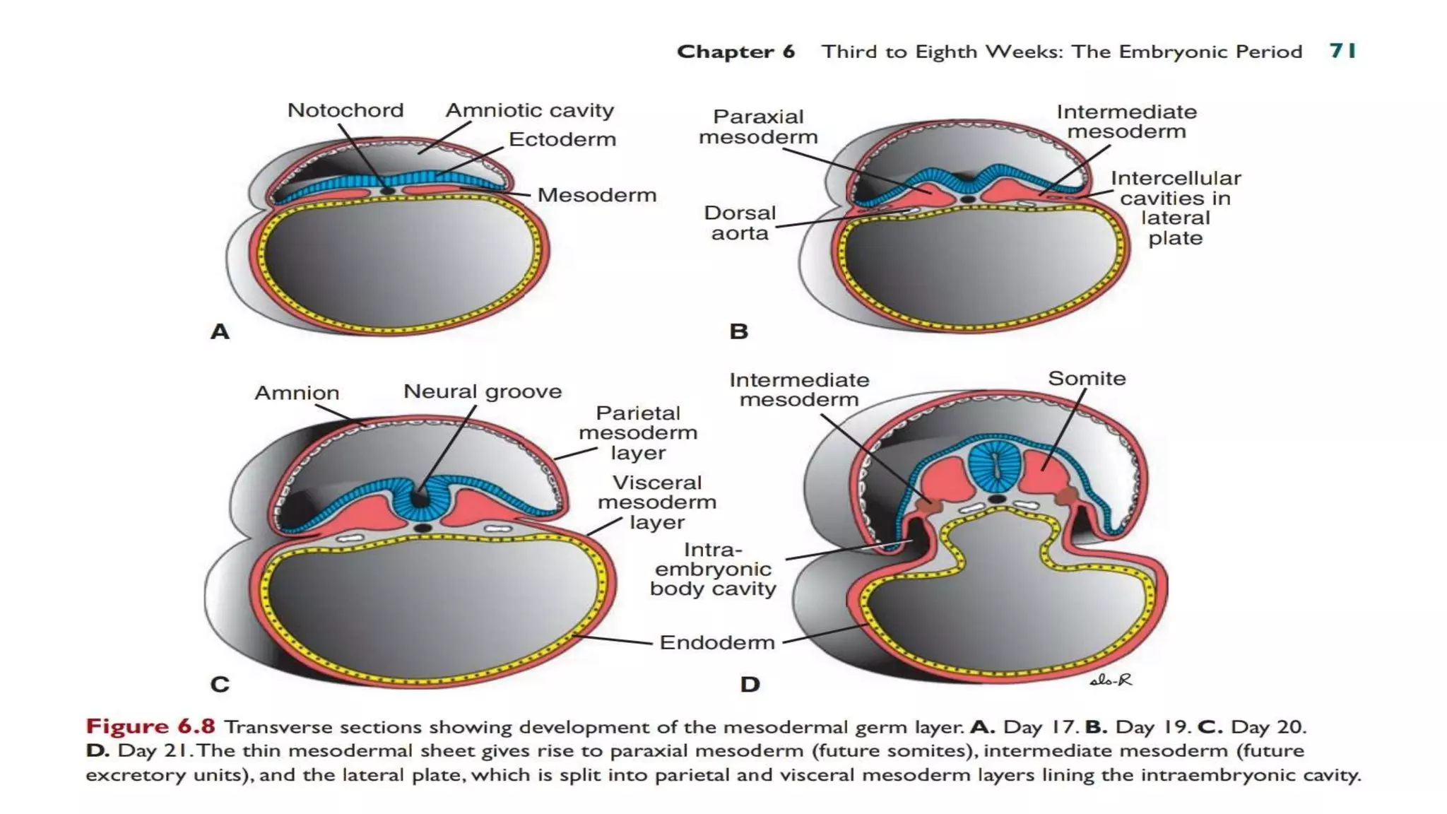 Embryonic stage | PPT