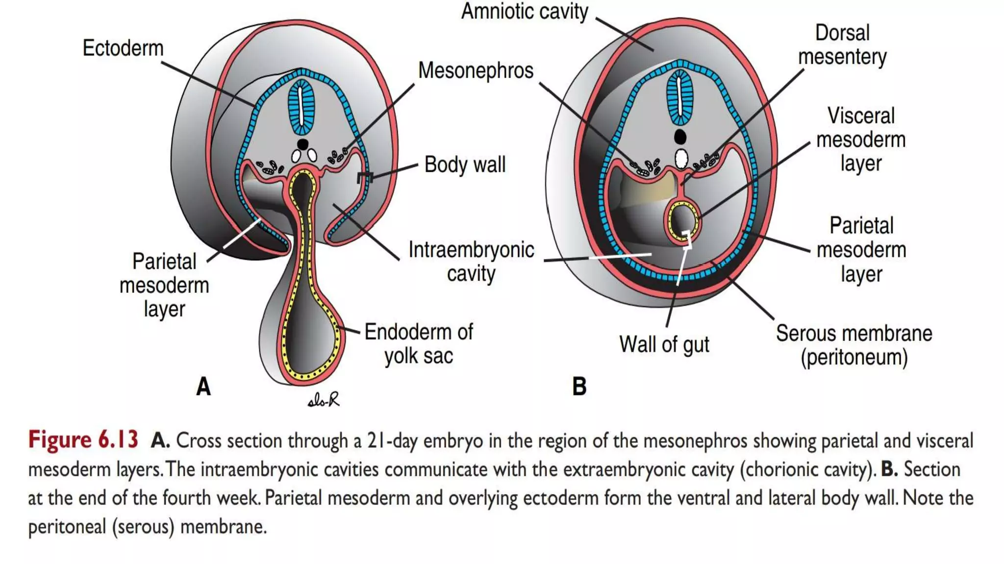 Embryonic stage | PPT