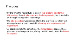 Embryonic stage | PPTX