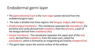 Embryonic stage | PPTX