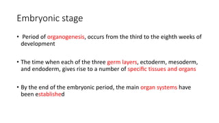 Embryonic stage | PPTX