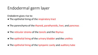 Embryonic stage | PPTX