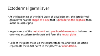 Embryonic stage | PPTX