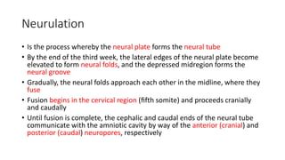 Embryonic stage | PPTX