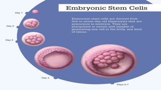Embryonic stem cell | PPTX