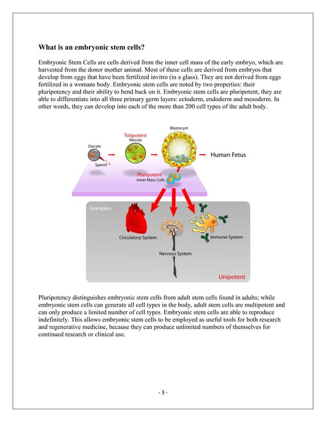 Embryonic stem cell report | PDF
