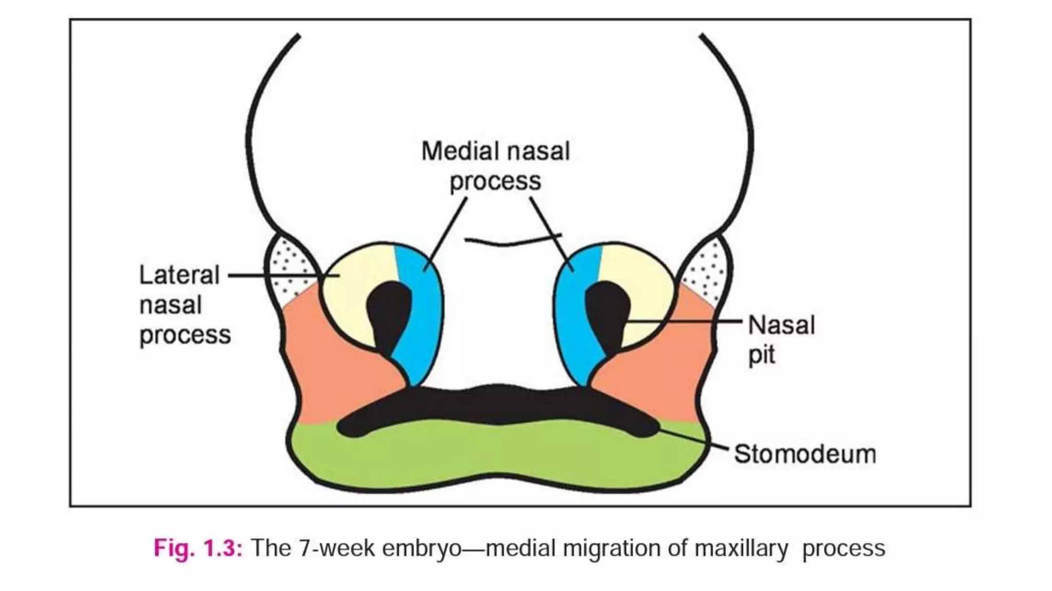 Embryo of Ear and Nose | PPTX