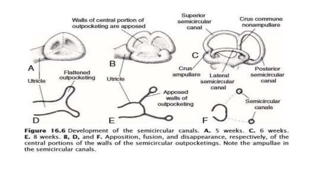 Embryo of Ear and Nose | PPT