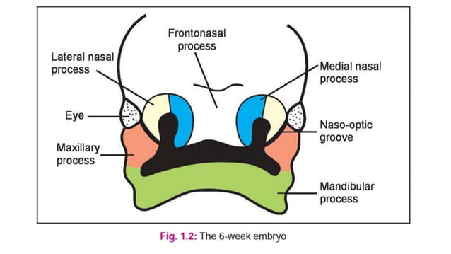 Embryo of Ear and Nose | PPT