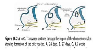 Embryo of Ear and Nose | PPT