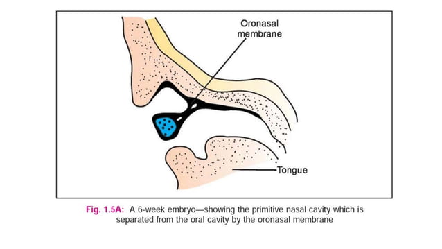 Embryo of Ear and Nose | PPT