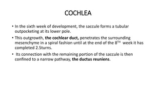 Embryo of Ear and Nose | PPT