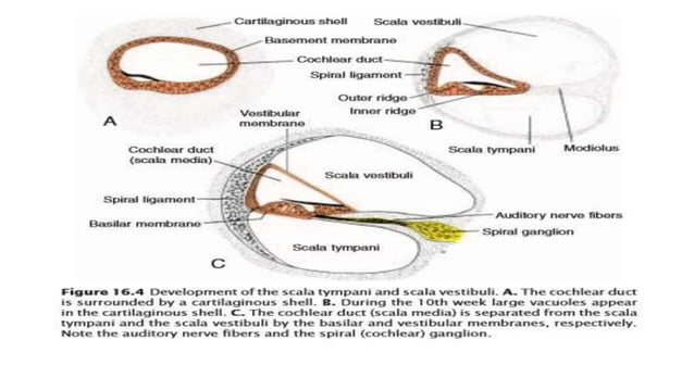 Embryo of Ear and Nose | PPT