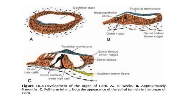 Embryo of Ear and Nose | PPT