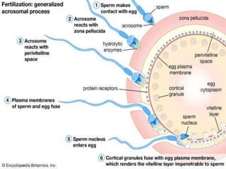 Embryo 1st week | PPTX