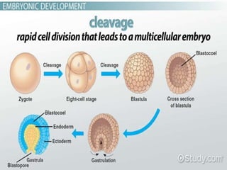 Embryo 1st week | PPTX