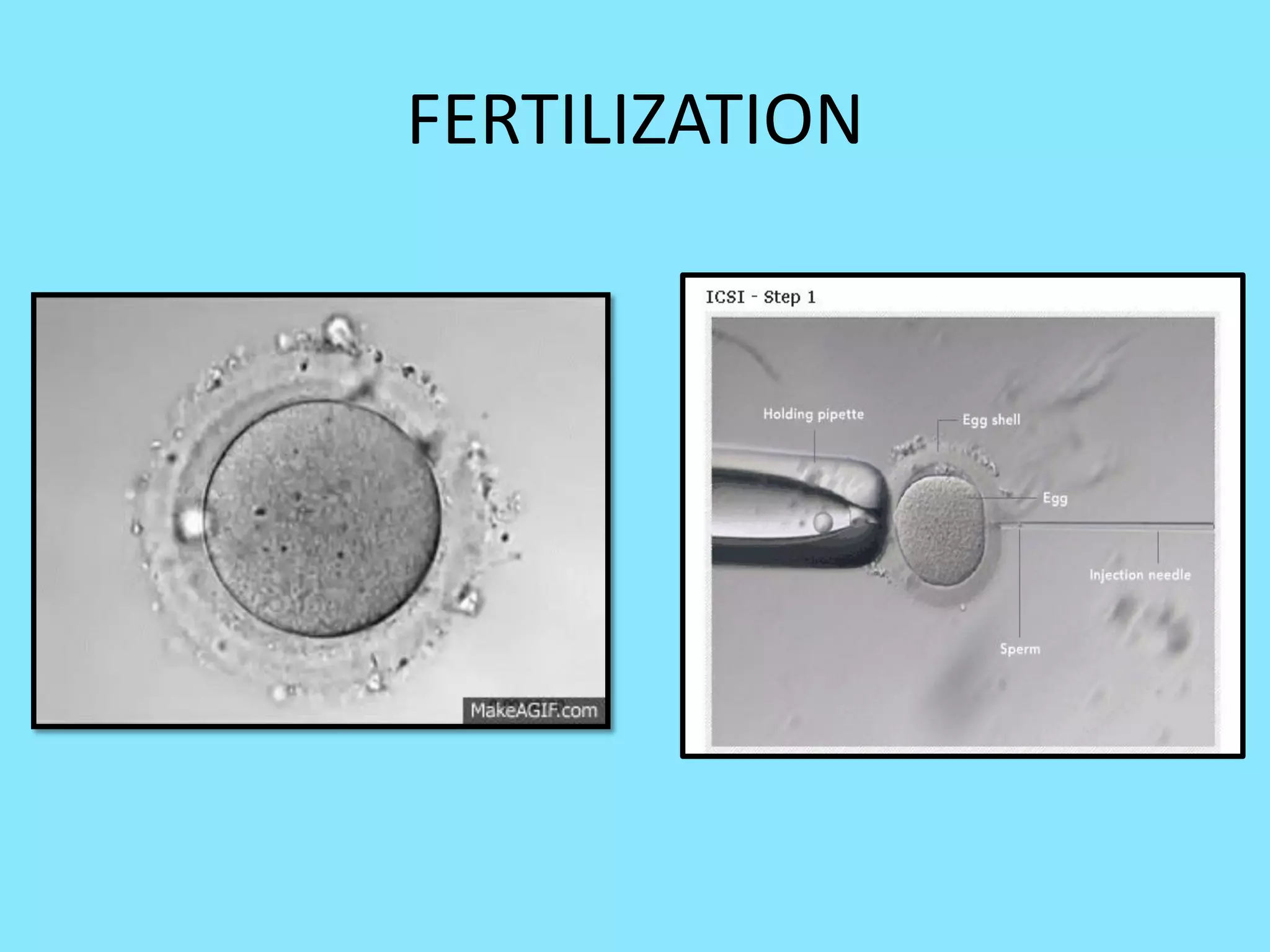 EMBRYO QUALITY ASSESSMENT, WHICH TO SELECT? | PDF