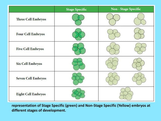 EMBRYO QUALITY ASSESSMENT, WHICH TO SELECT? | PDF