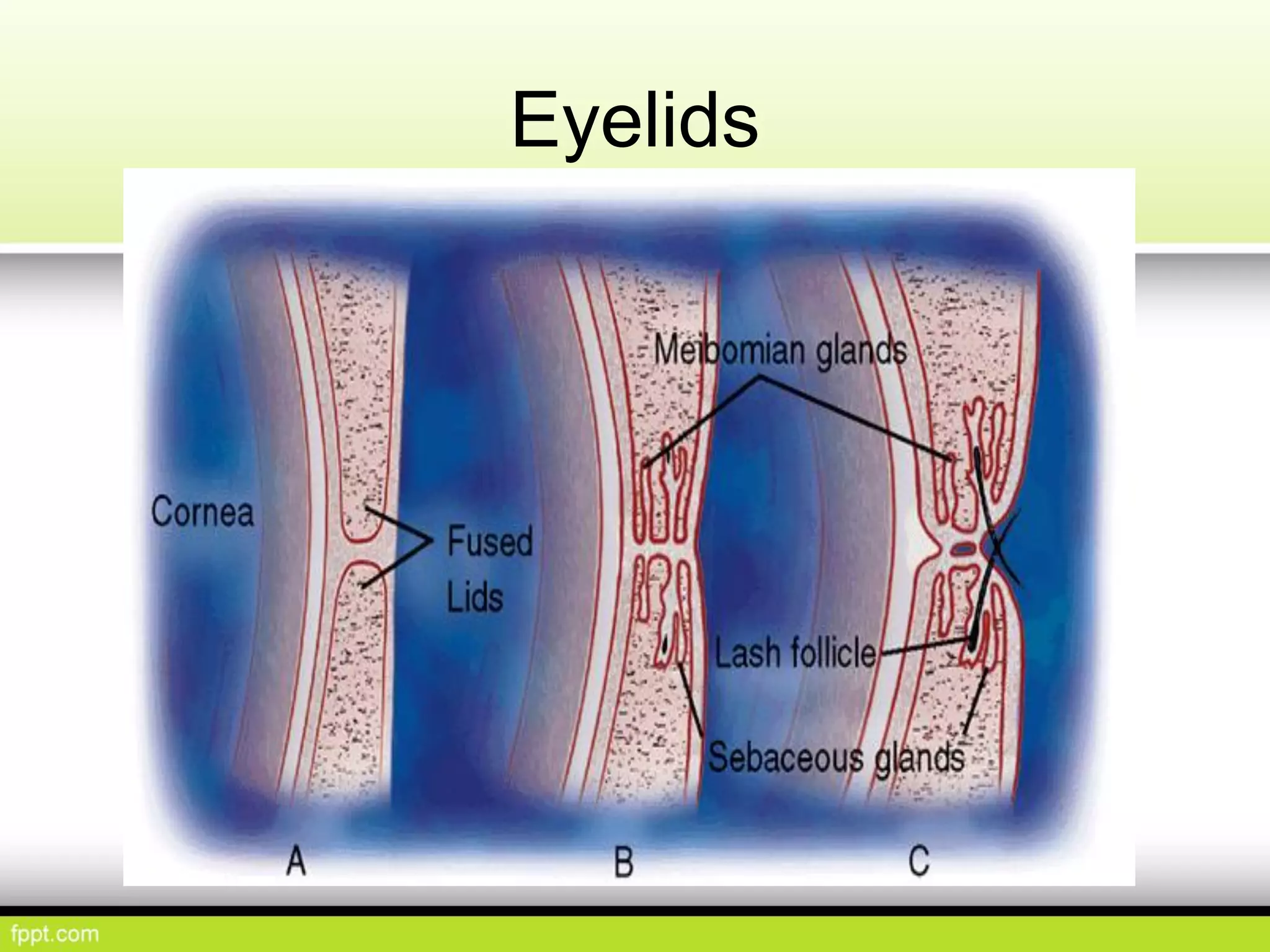 Ocular Embryology | PDF