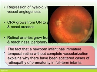 Ocular Embryology | PDF