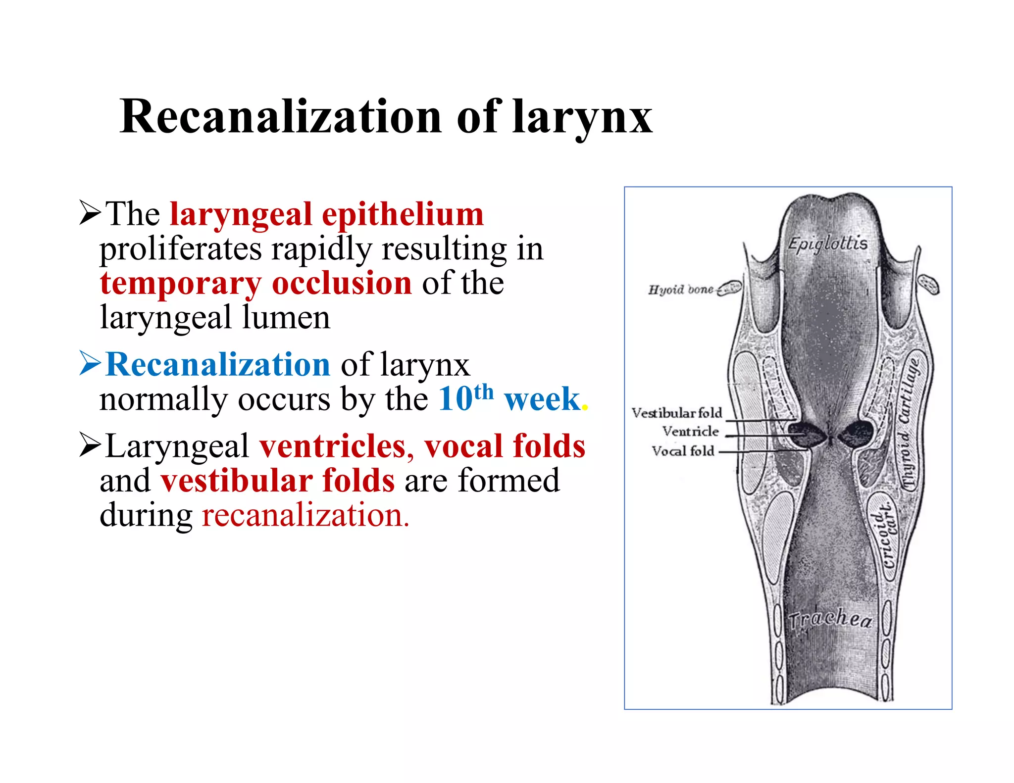 embryo respiratory4.pdf
