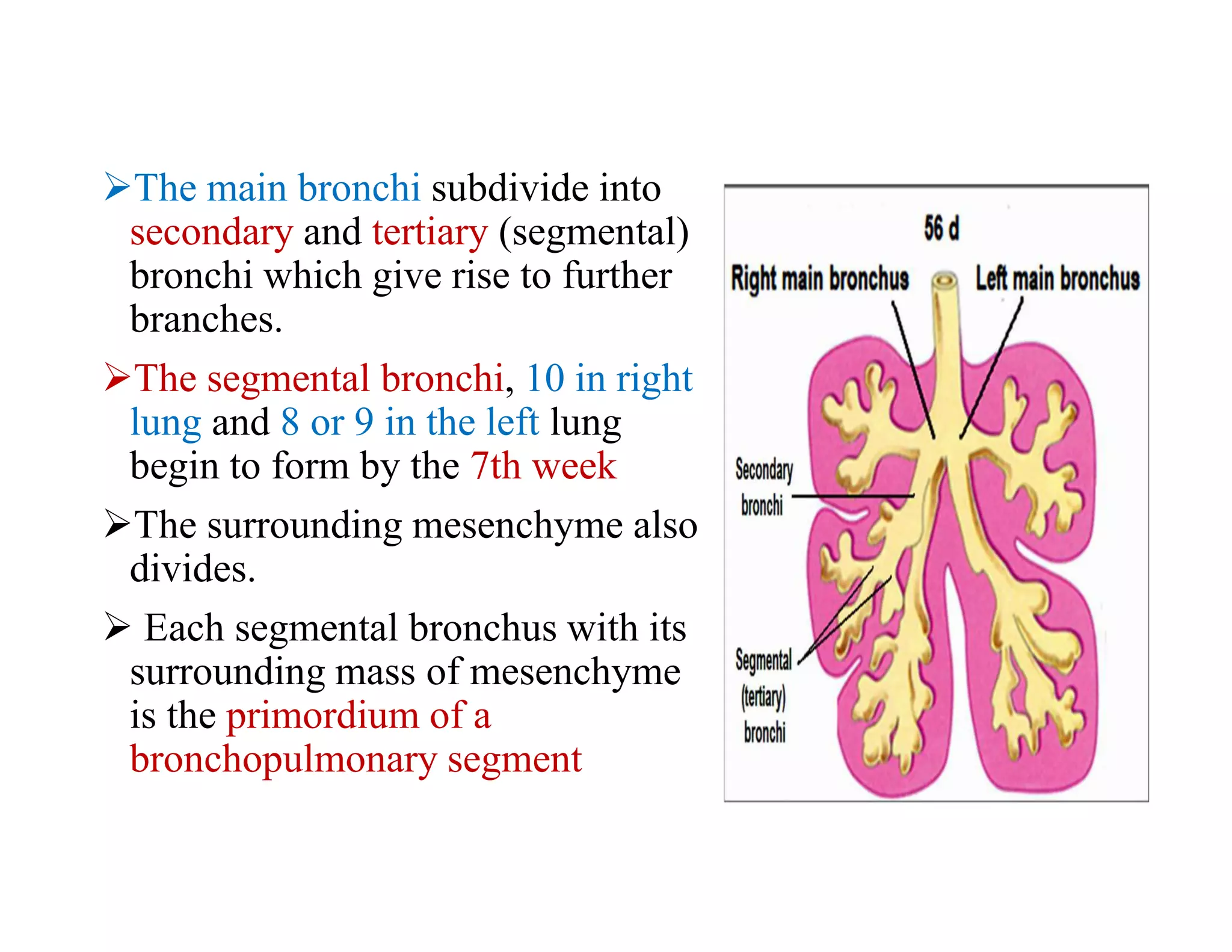embryo respiratory4.pdf