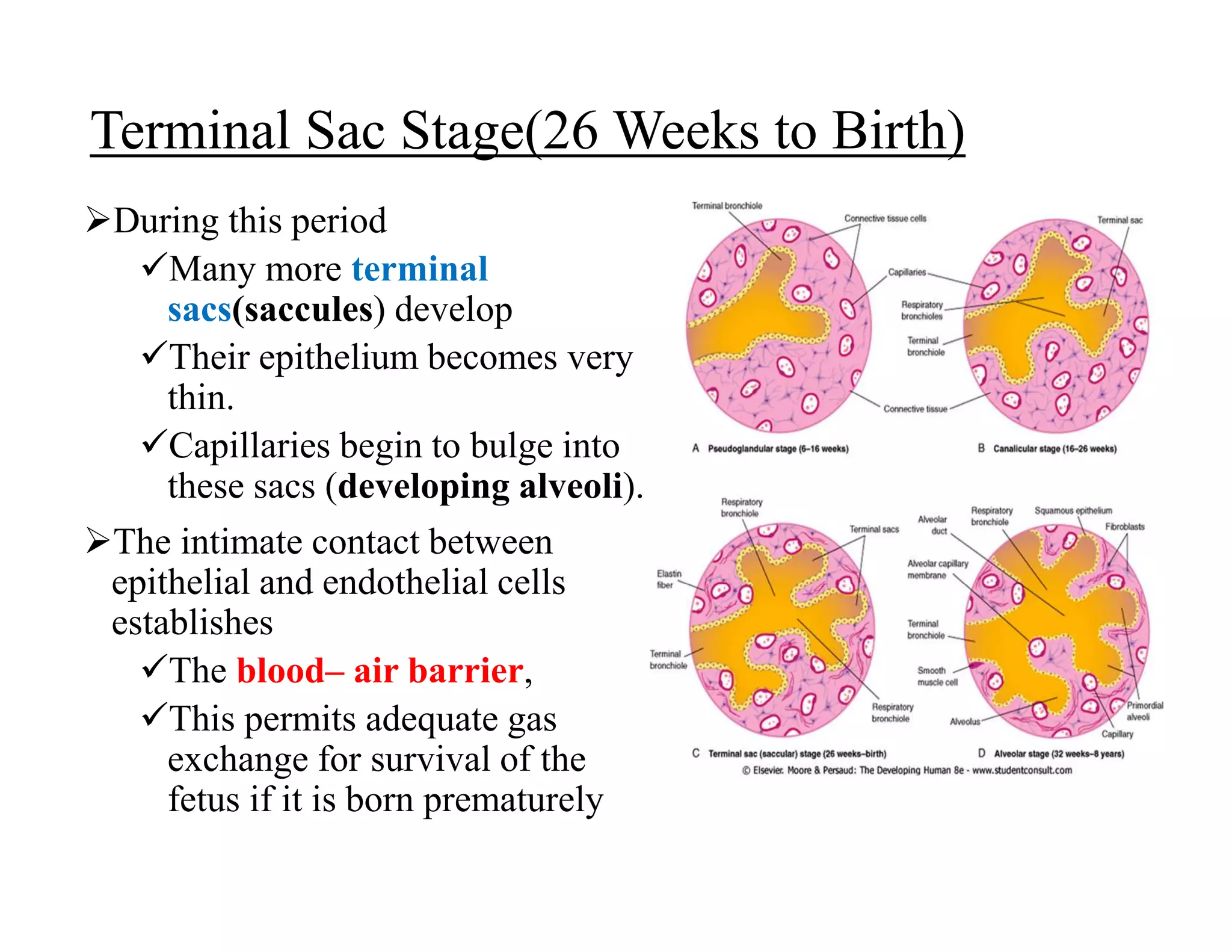 embryo respiratory4.pdf