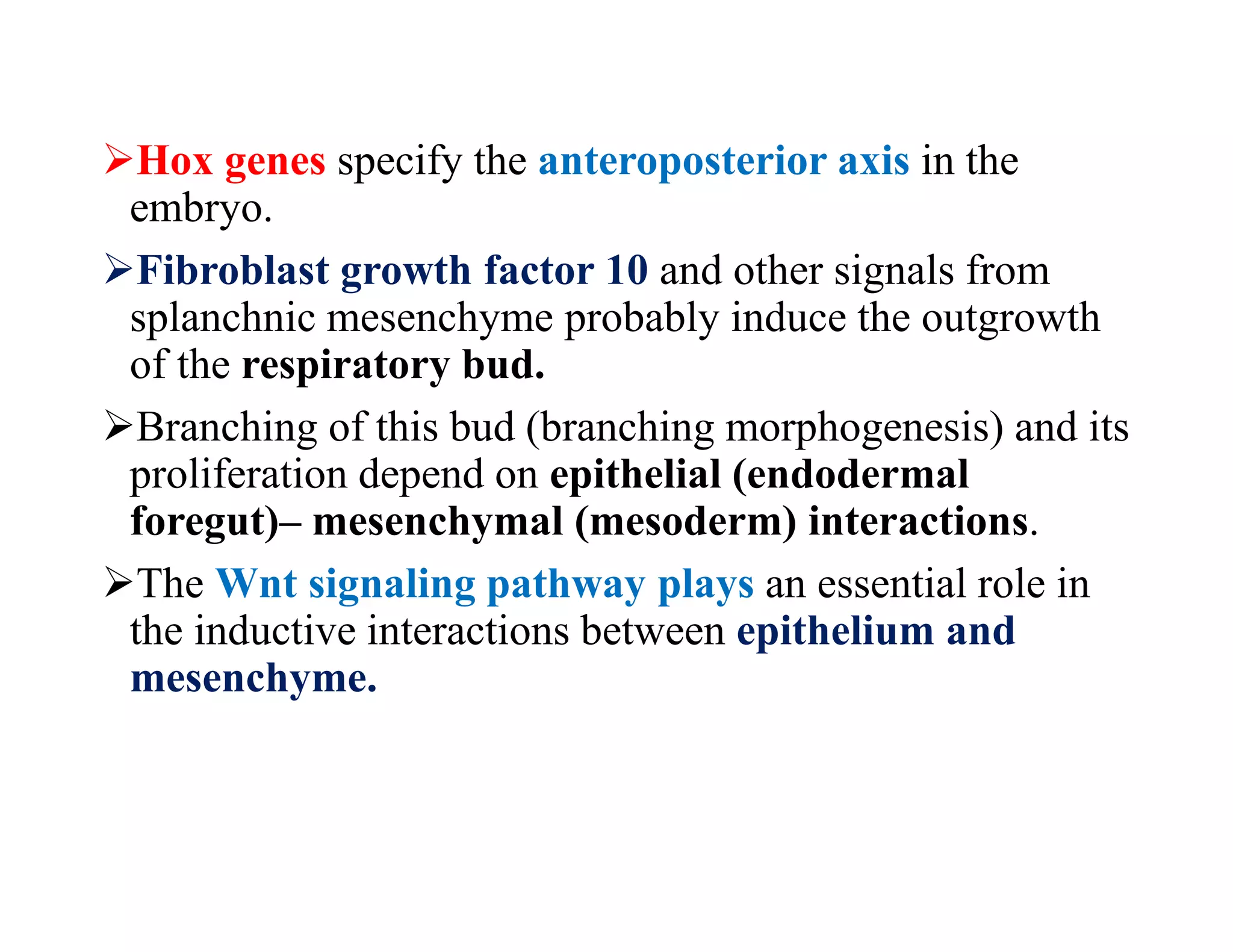embryo respiratory4.pdf