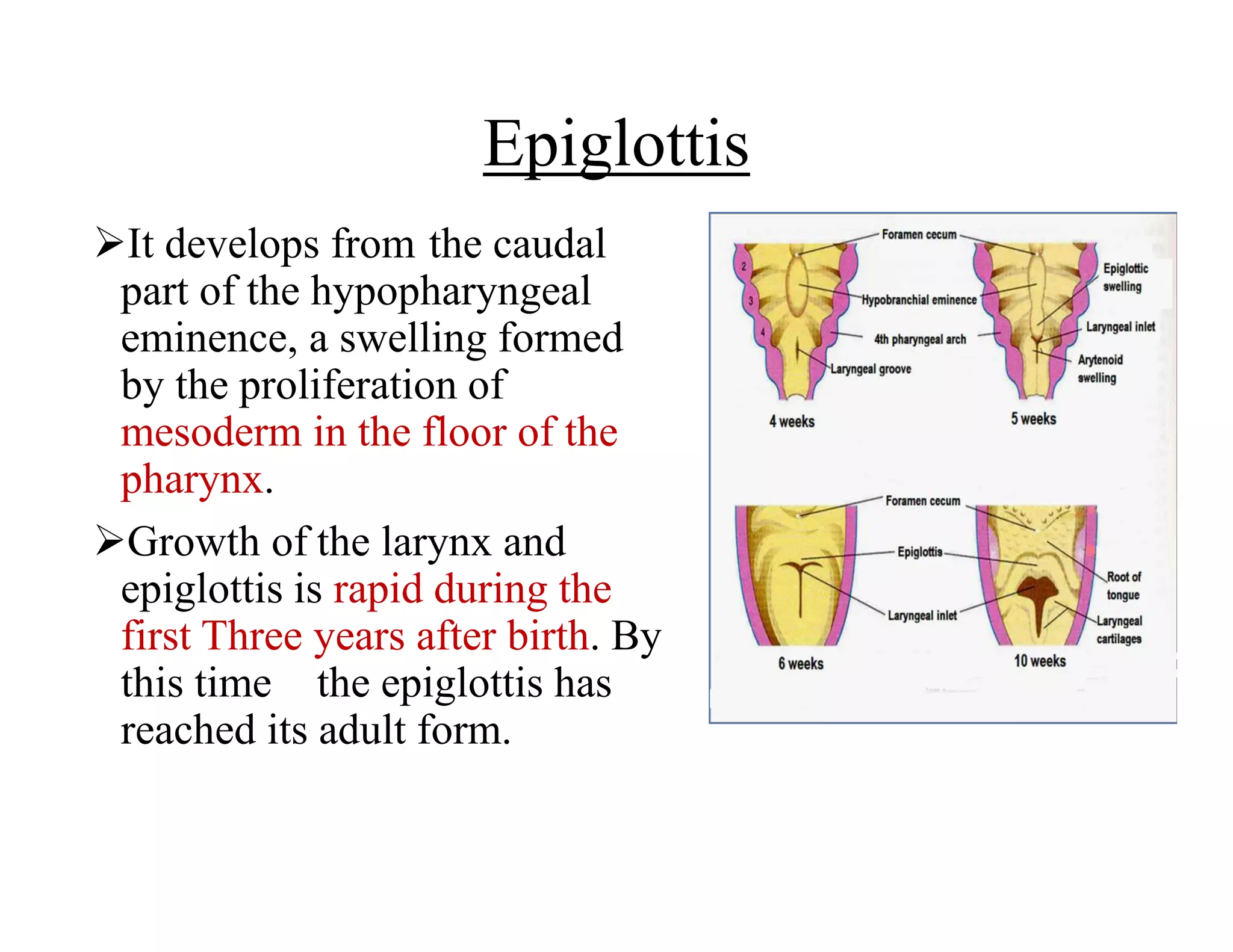 embryo respiratory4.pdf
