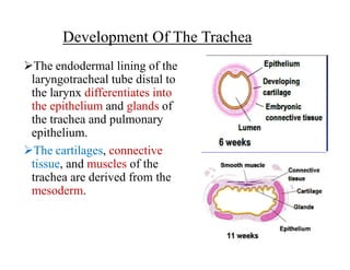 embryo respiratory4.pdf