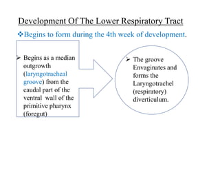 embryo respiratory4.pdf
