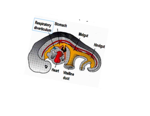 embryo respiratory4.pdf