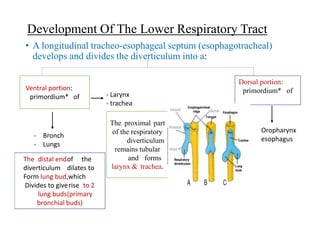 embryo respiratory4.pdf