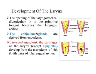 embryo respiratory4.pdf