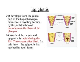 embryo respiratory4.pdf