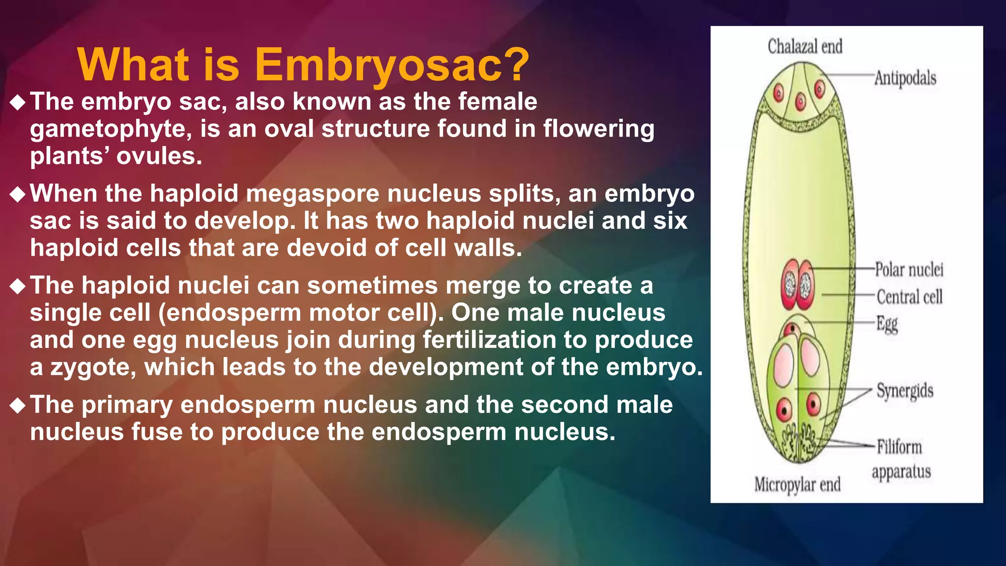 EMBRYO SAC DEVE-WPS Office.pptx