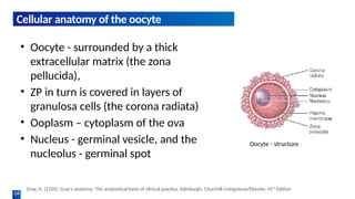 Embryo scoring stage wise gametes ....... | PPTX