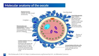 Embryo scoring stage wise gametes ....... | PPTX