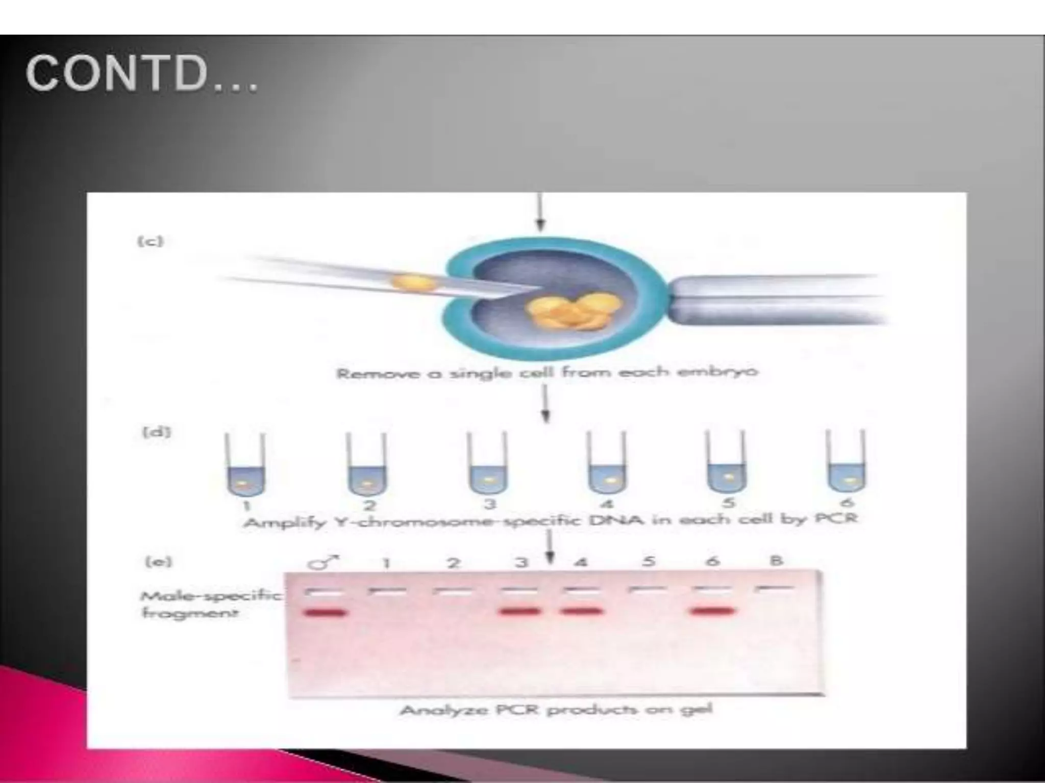Embryo sexing | PPTX