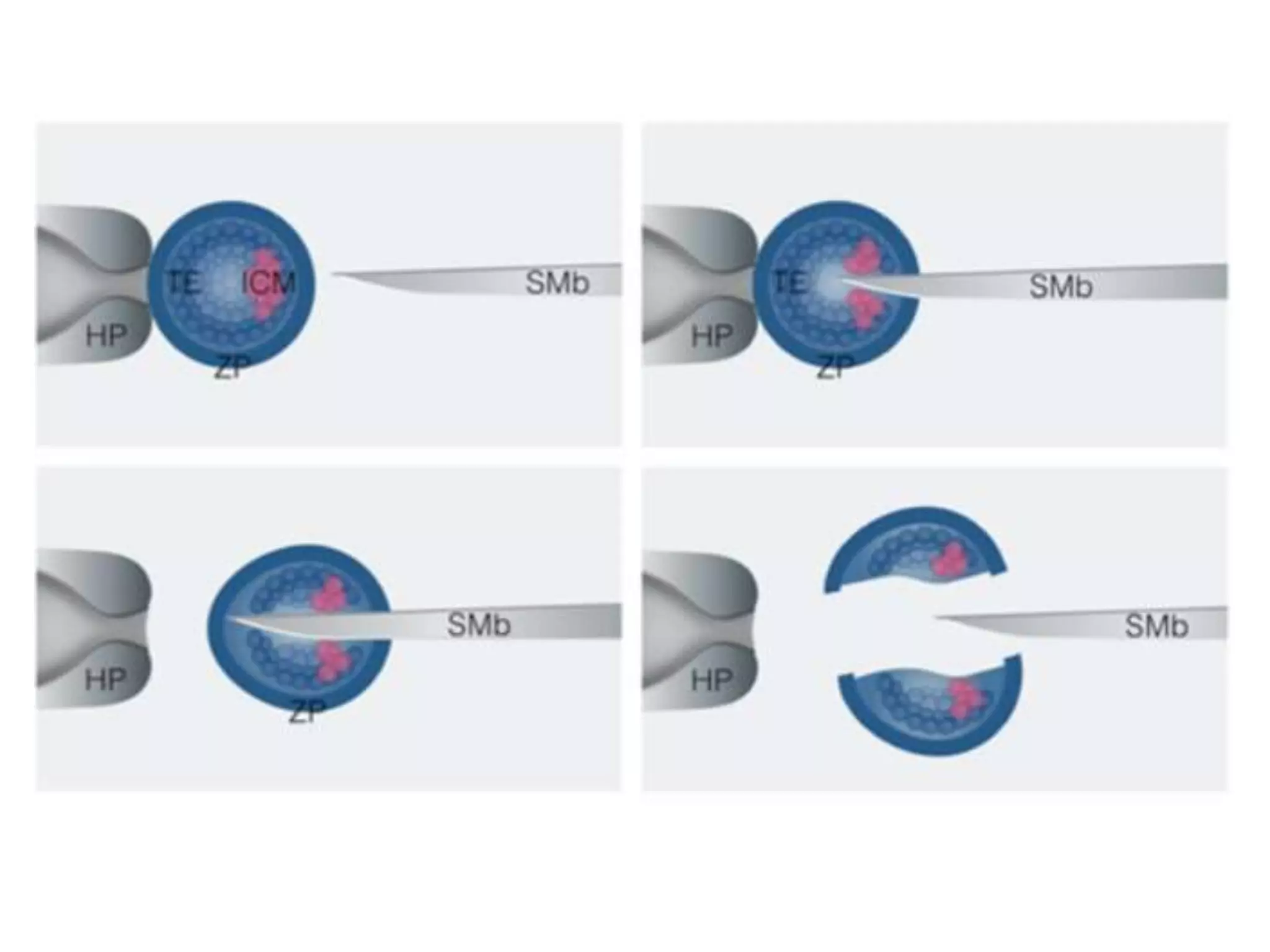 Embryo splitting | PPTX