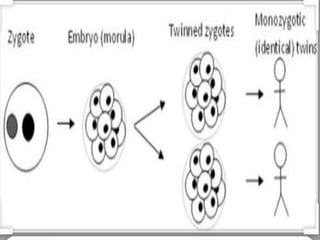 Embryo splitting | PPTX