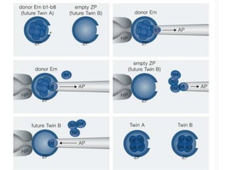 Embryo splitting | PPTX