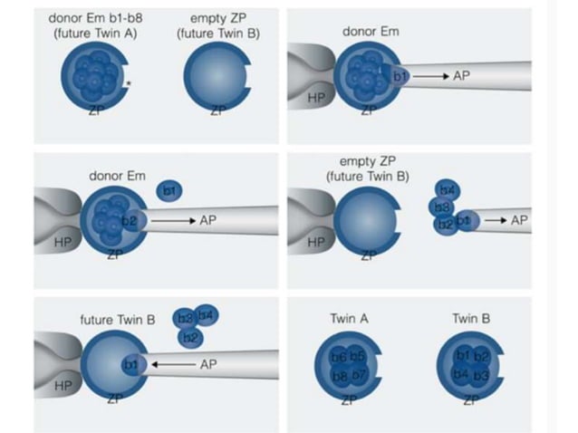 Embryo splitting | PPTX