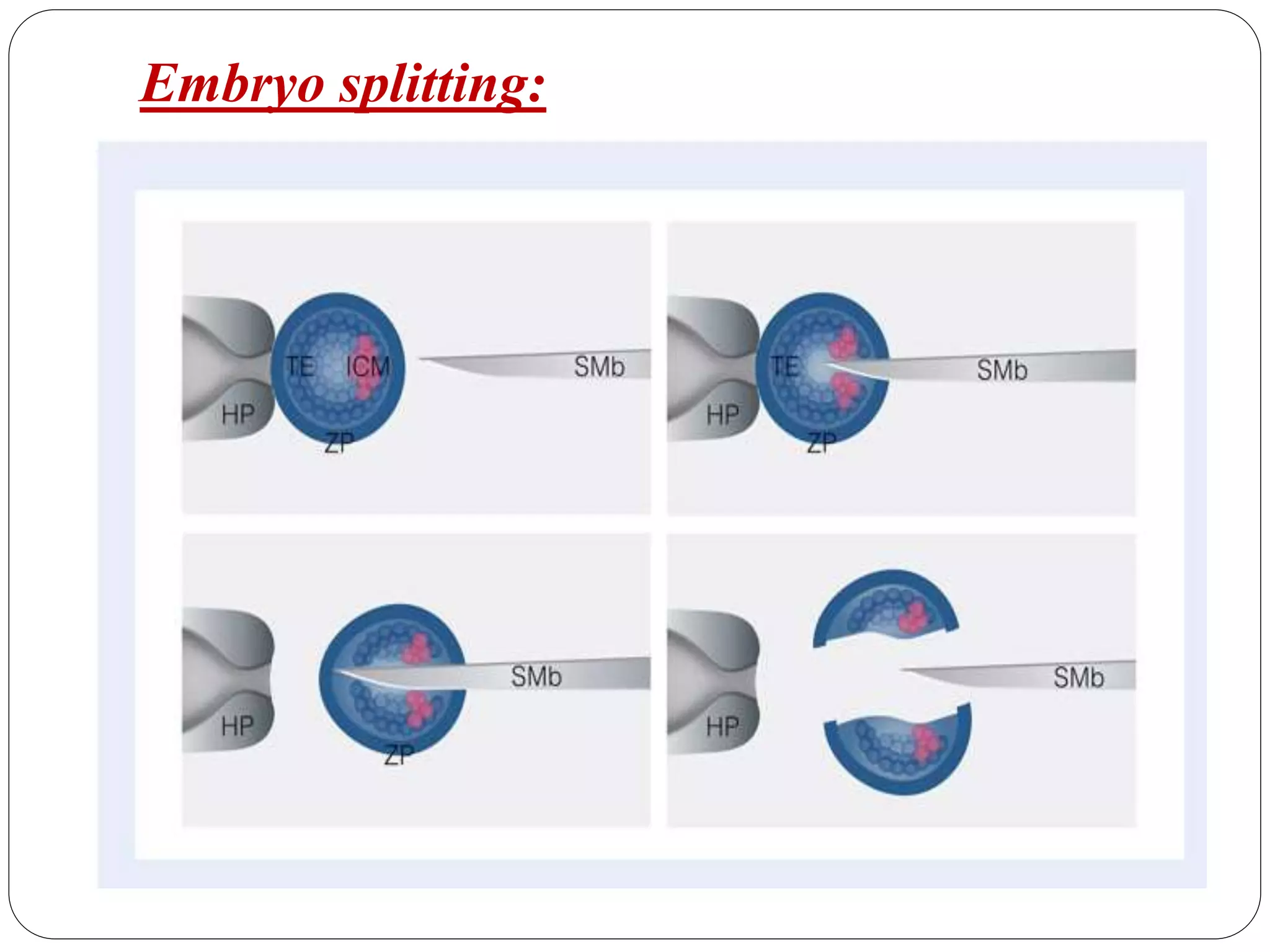 Embryo splitting | PPTX