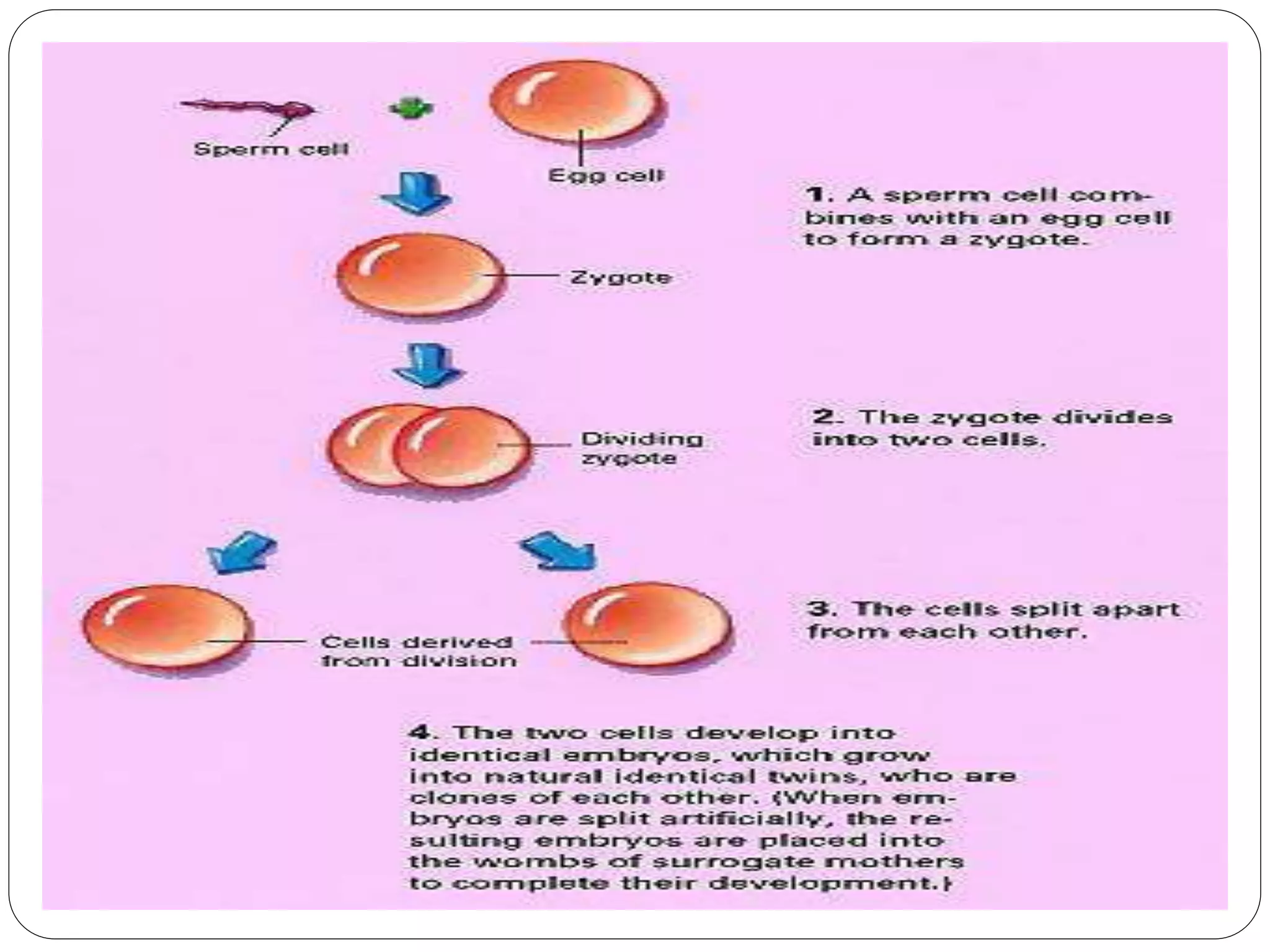 Embryo splitting | PPTX