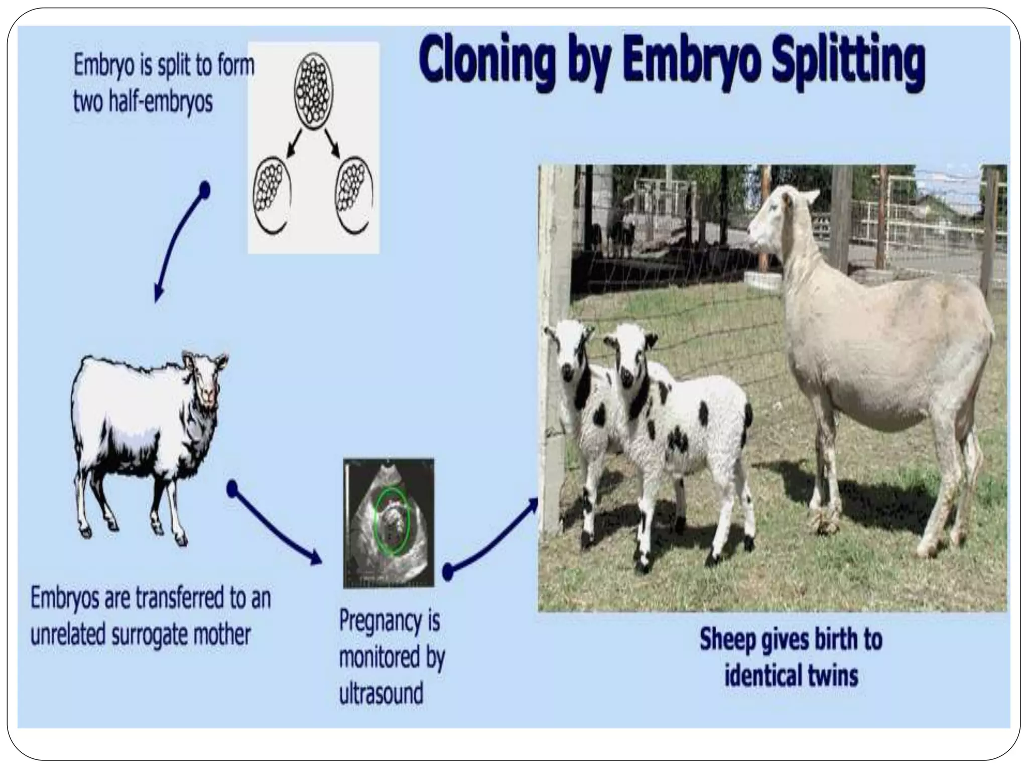Embryo splitting | PPTX