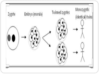 Embryo splitting | PPTX