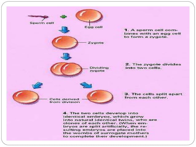 Embryo splitting | PPTX