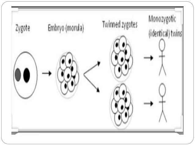 Embryo splitting